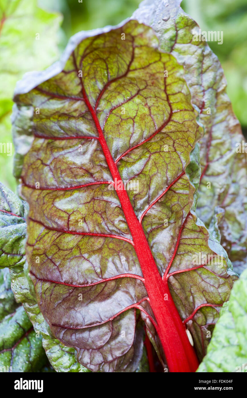 The ruby red spine of the leaf of Swiss chard, growing in the kitchen ...