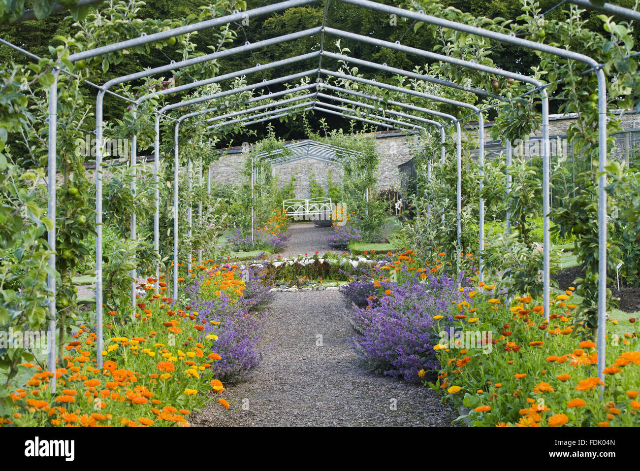 Espalier apple tree tunnel hi-res stock photography and images - Alamy