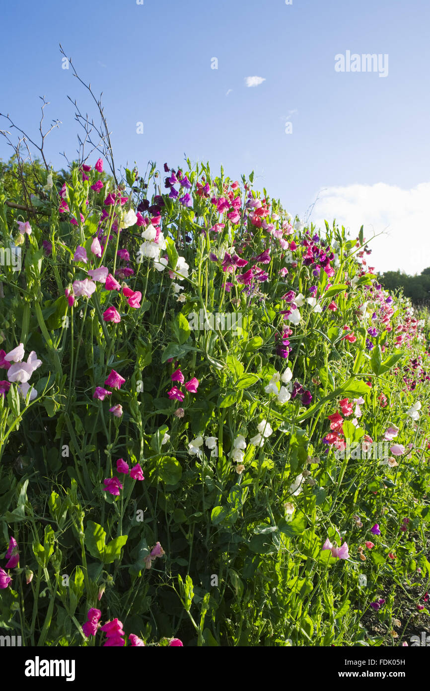 Sweet peas, Lathyrus odoratus, in the kitchen garden in July at ...
