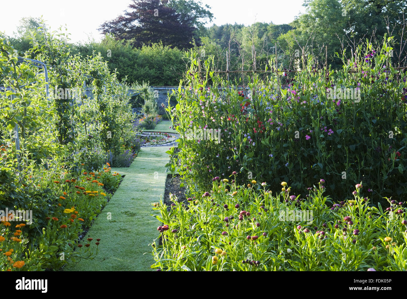 Mown grass paths separate the beds in the kitchen garden in July at ...