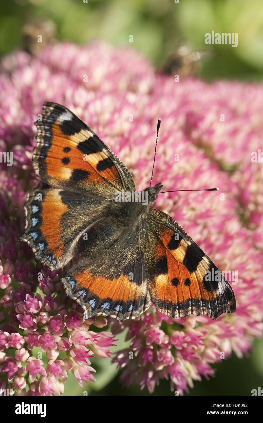 Butterfly in an english garden hi-res stock photography and images - Alamy