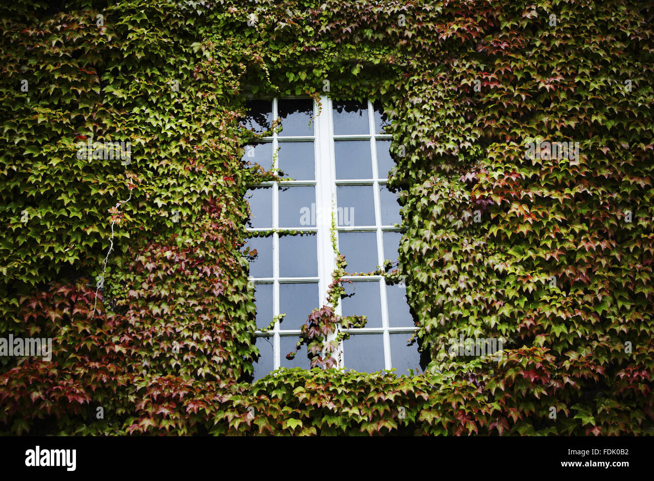Creeper clothes the wall around a window at Plas Newydd, Anglesey ...
