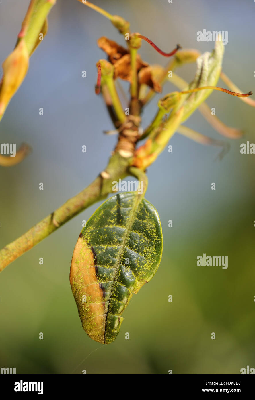Signs of the fungal disease, Phytophthora ramorum - also known as ...
