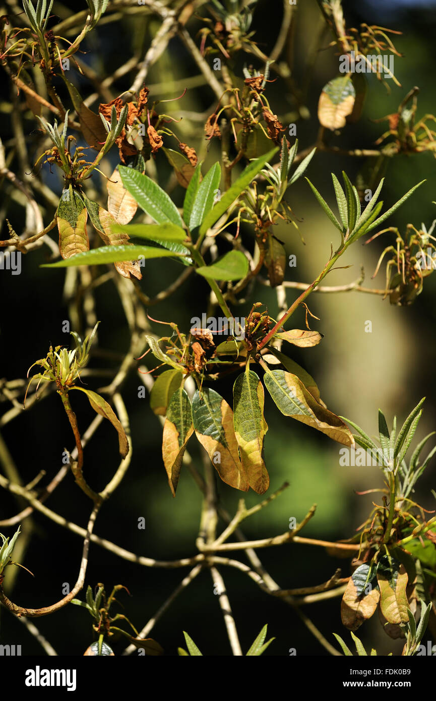 Signs of the fungal disease, Phytophthora ramorum - also known as ...