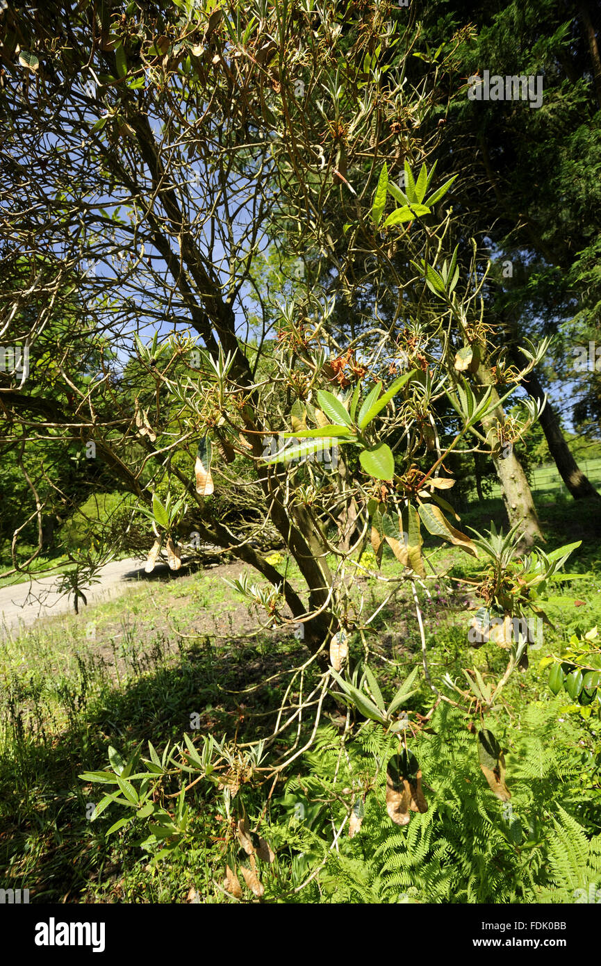 Signs of the fungal disease, Phytophthora ramorum - also known as ...