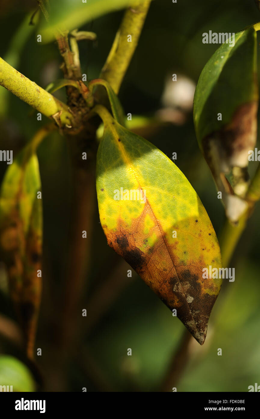 Signs of the fungal disease, Phytophthora ramorum - also known as ...
