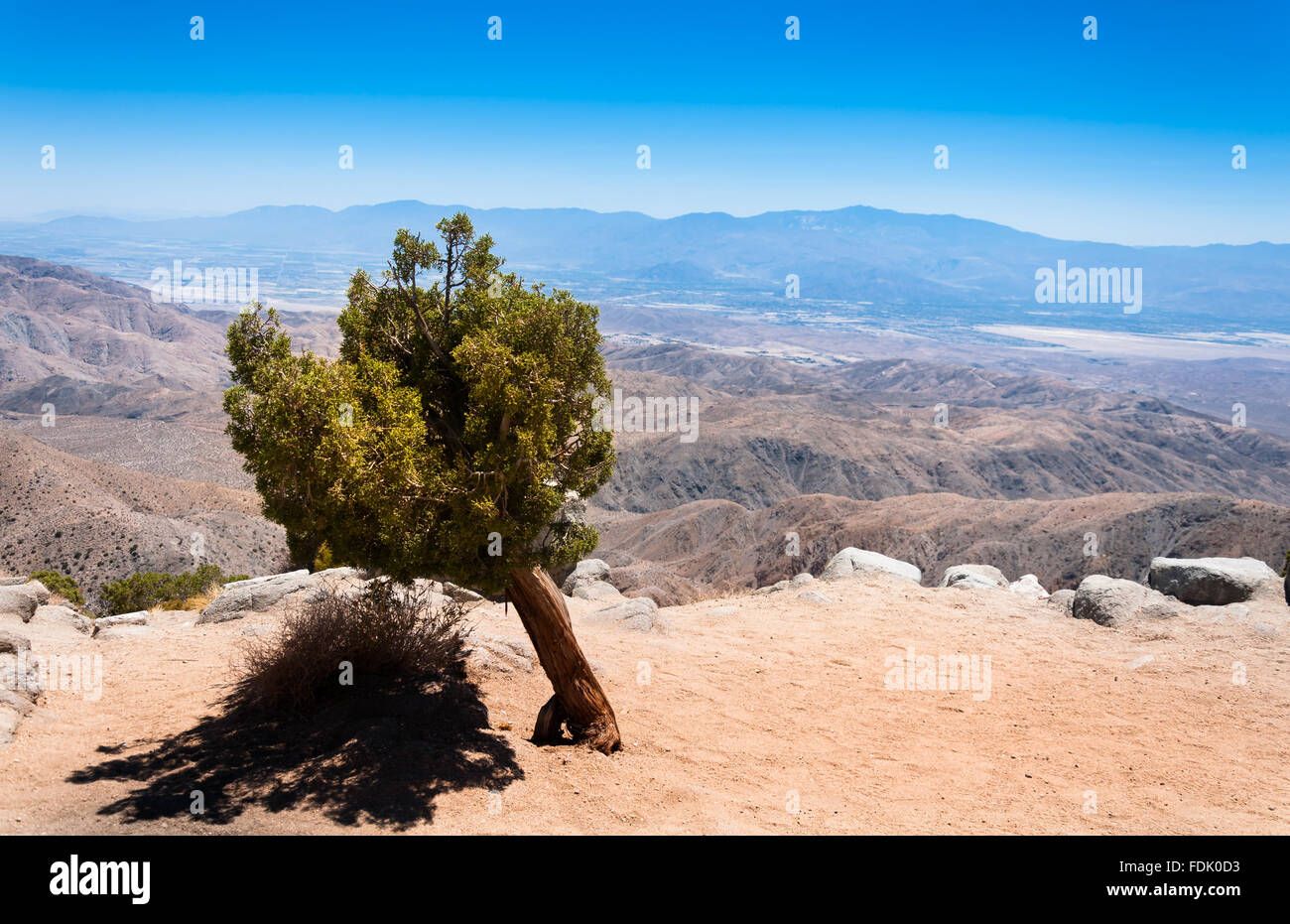 Desert tree hi-res stock photography and images - Alamy