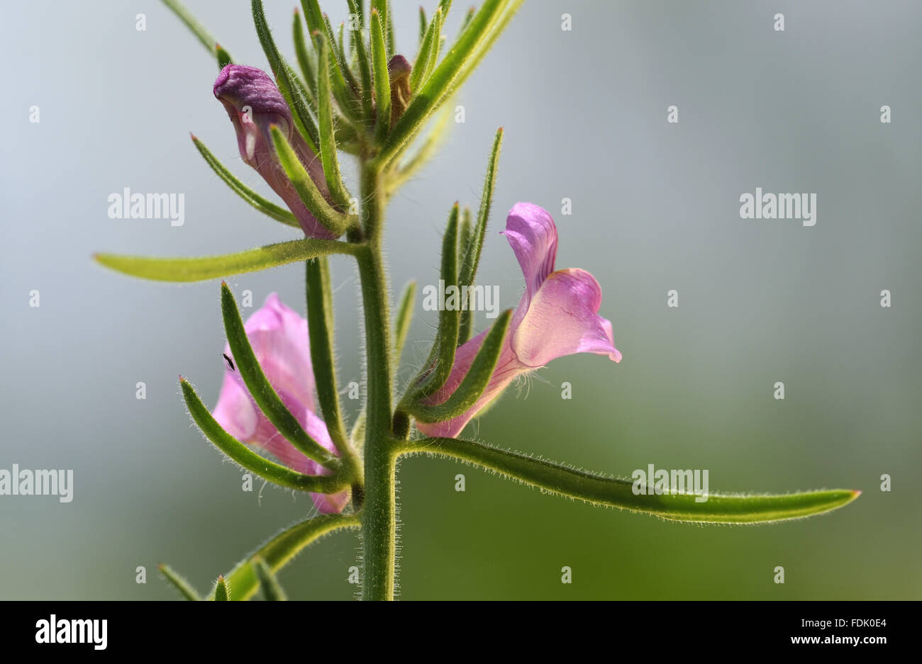 Lesser Snapdragon is an arable plant/weed, native of disturbed ground ...