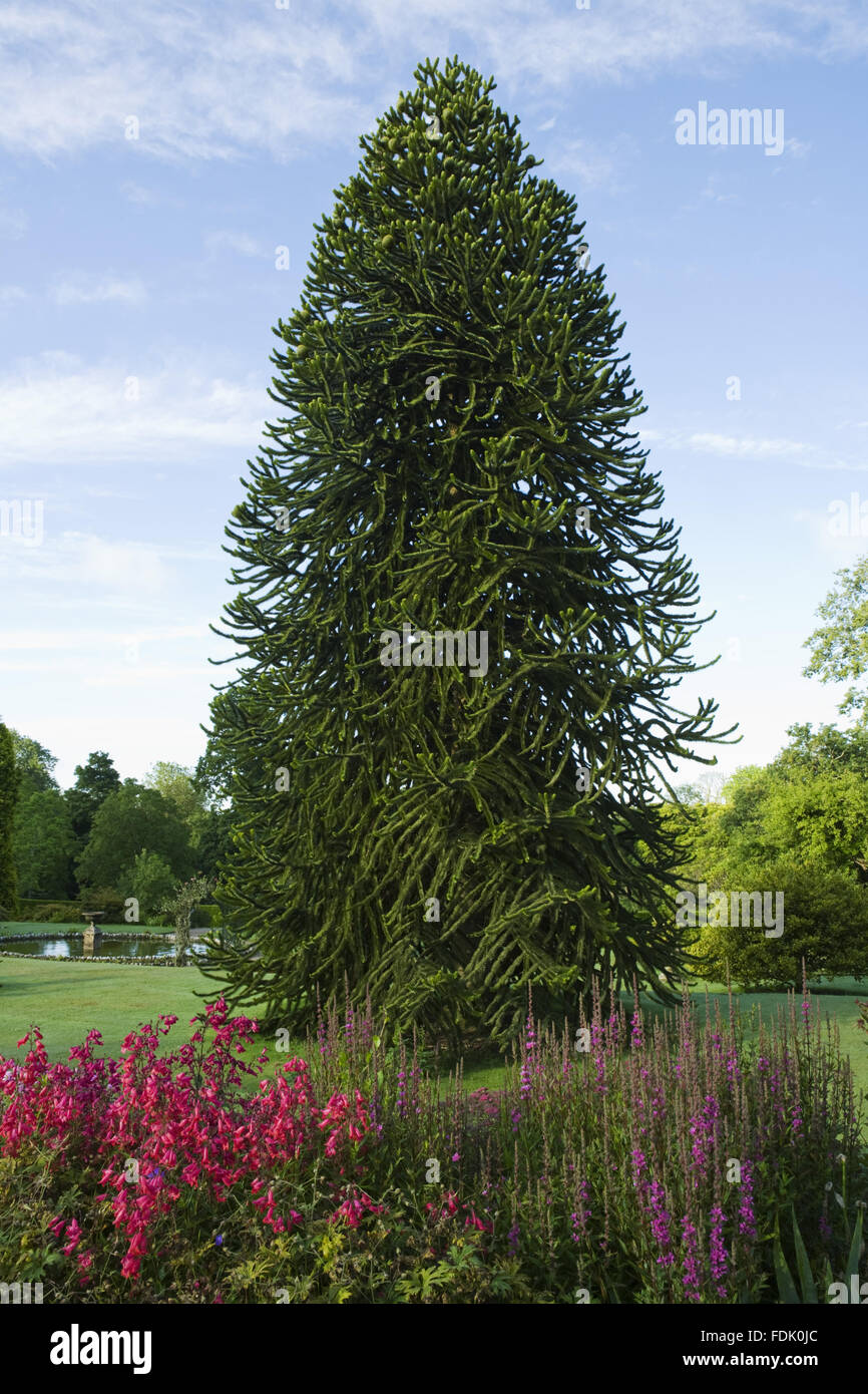 The monkey puzzle tree on the terrace in the Victorian era garden in ...