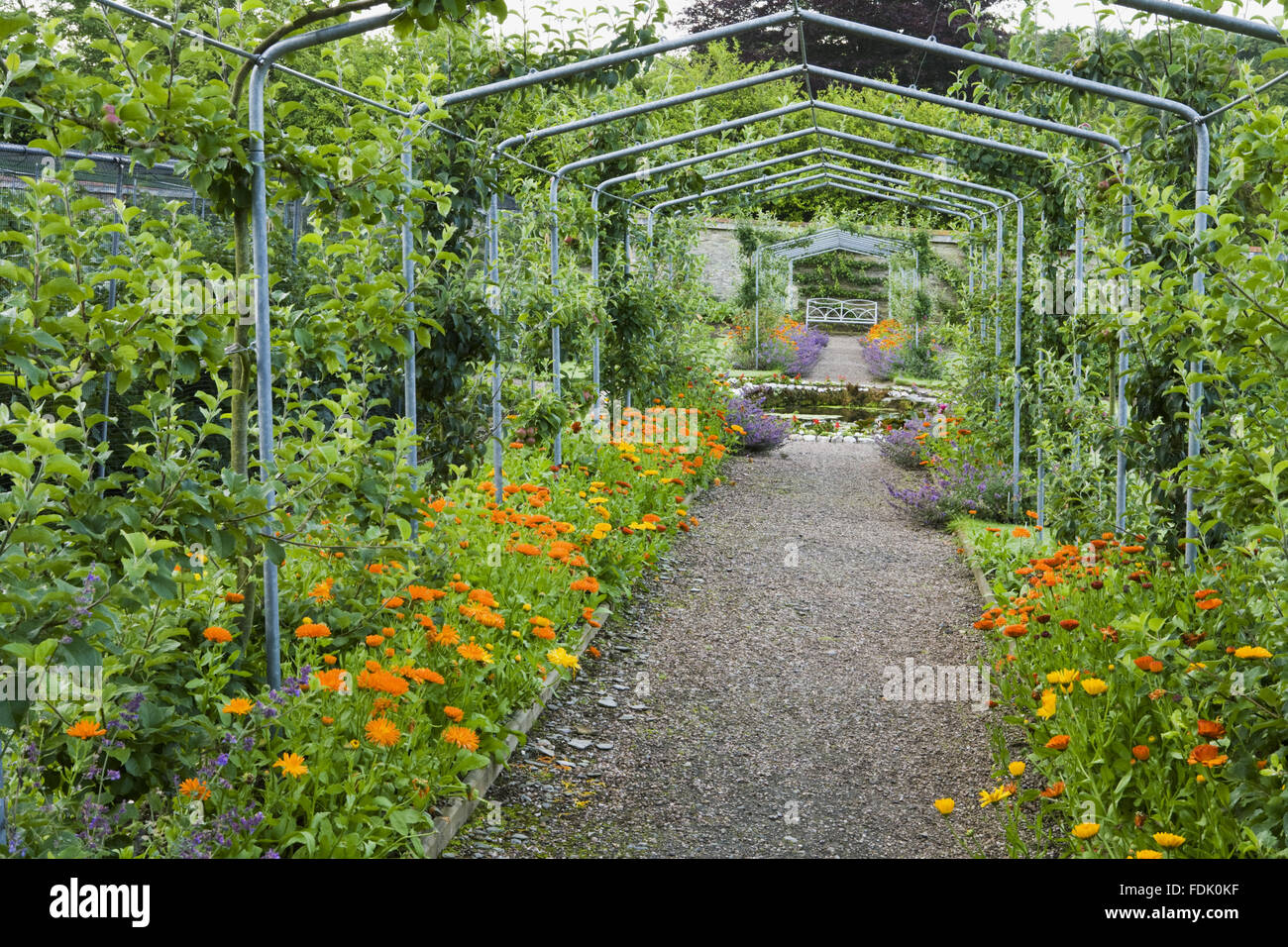 The esplaiered apple trees over an arch with colourful planting at the ...