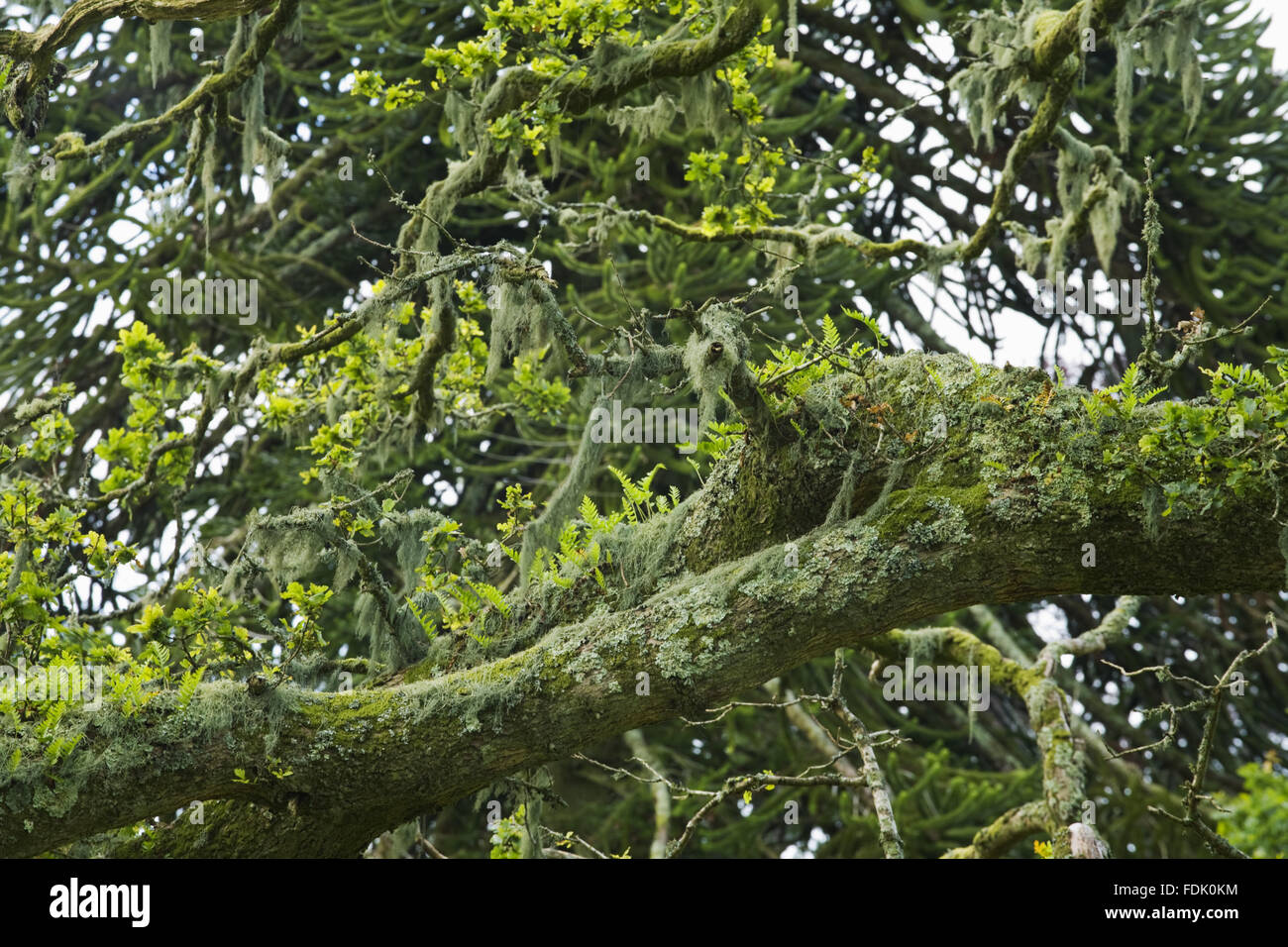 Close view of lichens and ferns on the trees in the garden at Arlington ...