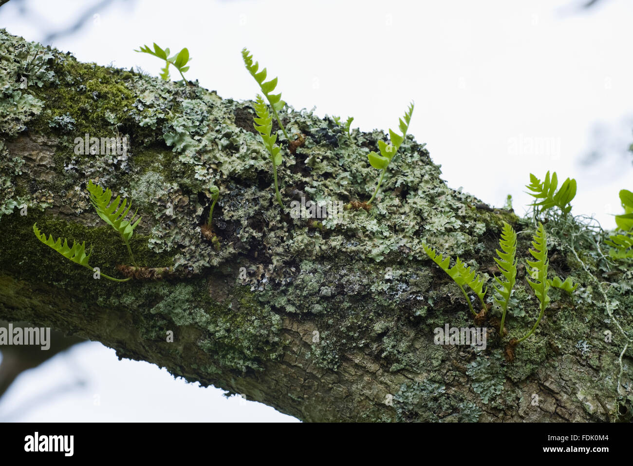 Close view of lichens and ferns on the trees in the garden at Arlington ...