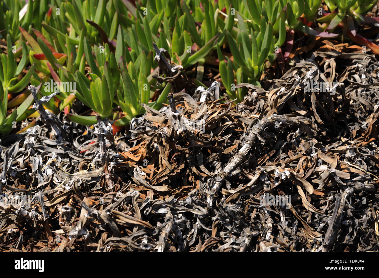 Close up of matted roots of Hottentot fig {Carpobrotus edulis}, an ...