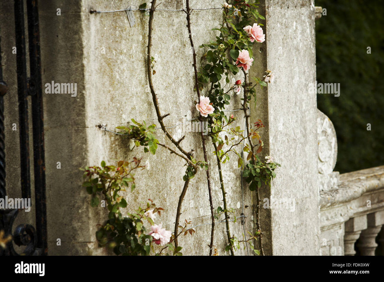 Climbing rose wall hi-res stock photography and images - Alamy