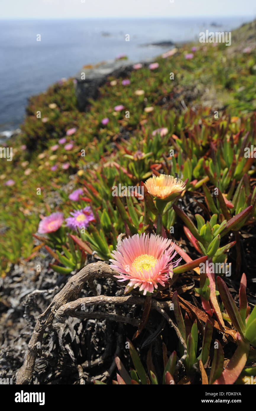 Hottentot fig {Carpobrotus edulis}, an invasive species, photographed ...