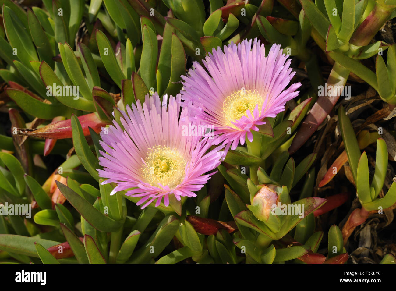 Hottentot fig {Carpobrotus edulis}, an invasive species, photographed ...