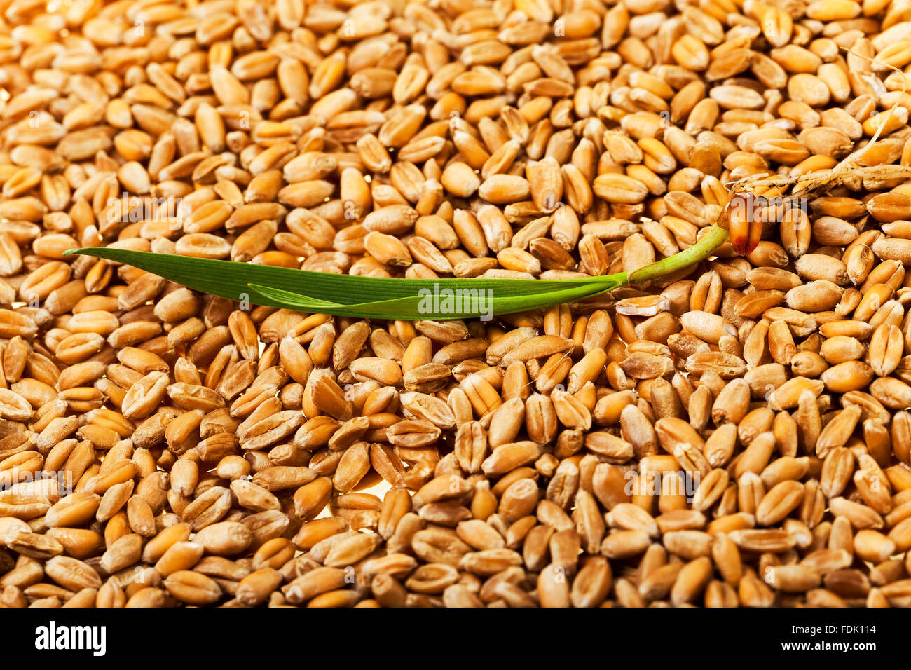 wheat , close up Stock Photo - Alamy