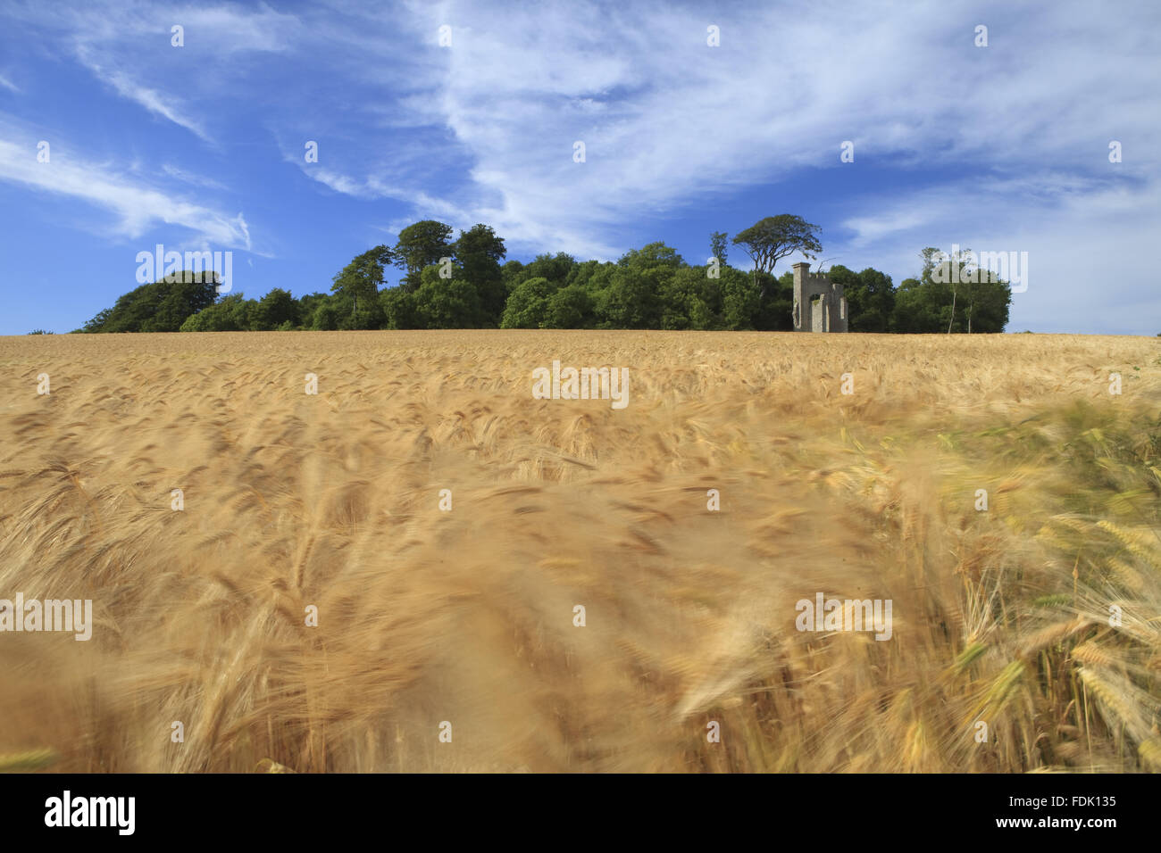 View over fields of grain to the Folly on the Slindon Estate in June ...