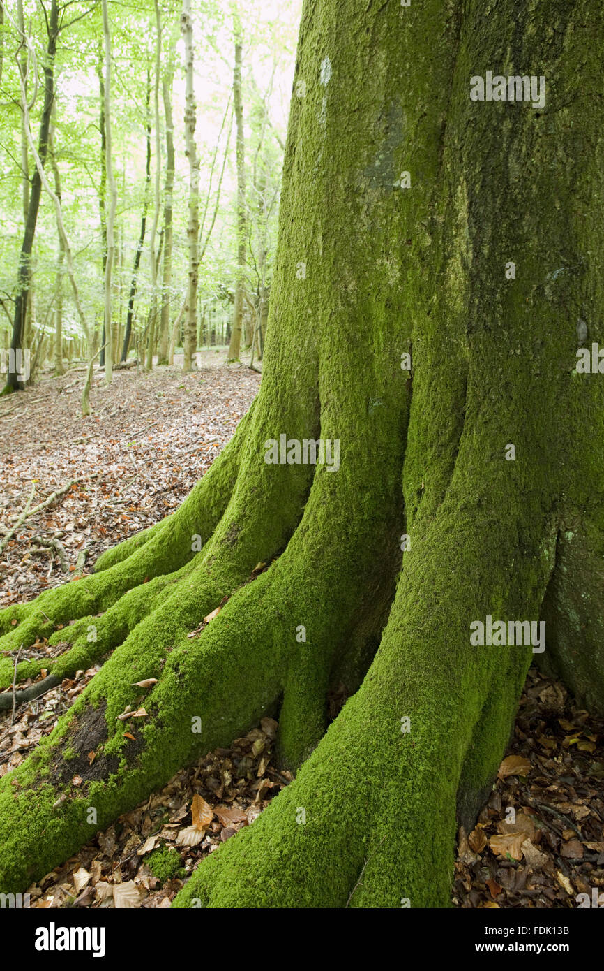 Slindon south downs sussex hi-res stock photography and images - Alamy