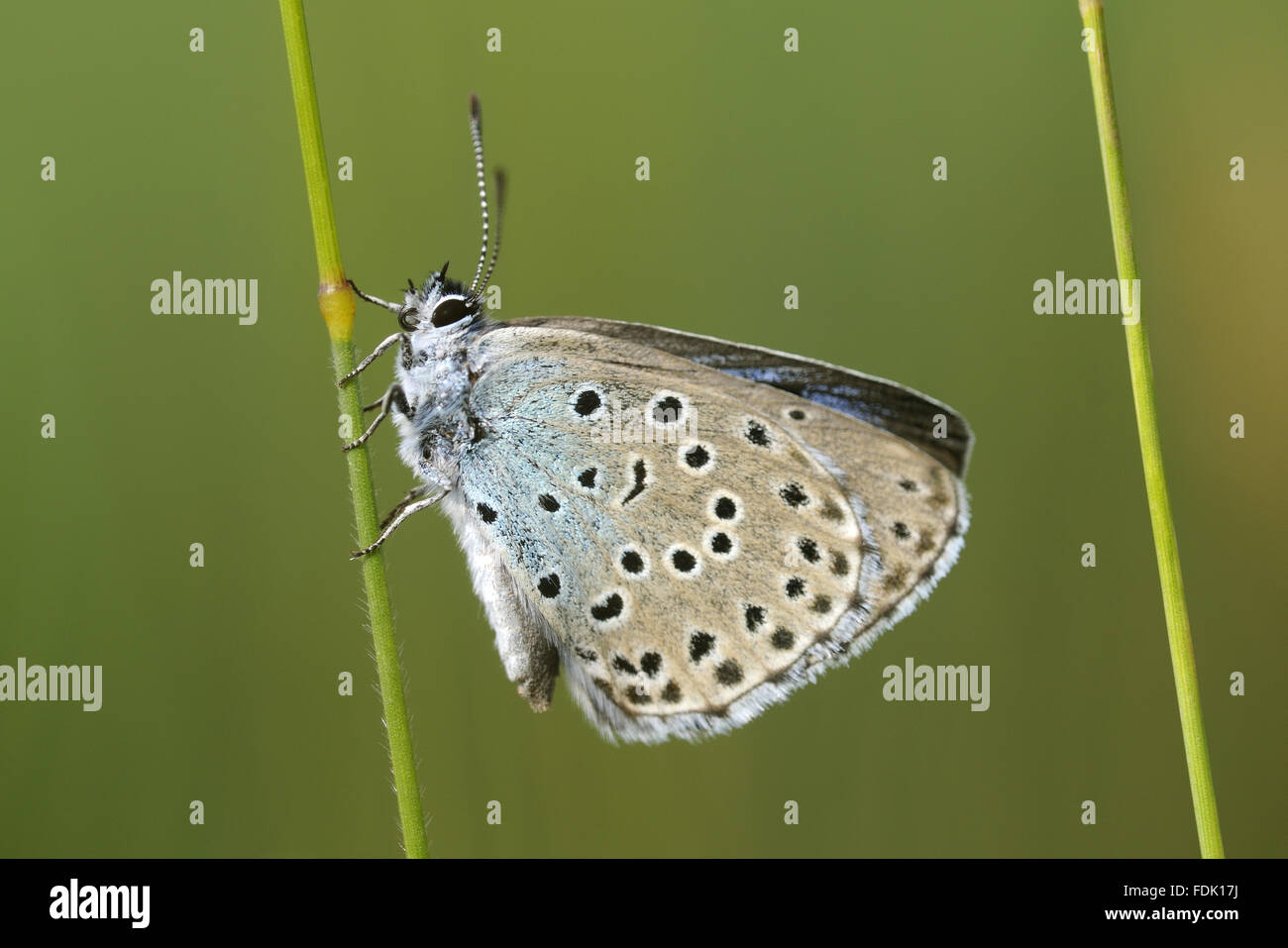Large Blue Butterfly {Maculinea arion}. Species formerly extinct in the ...