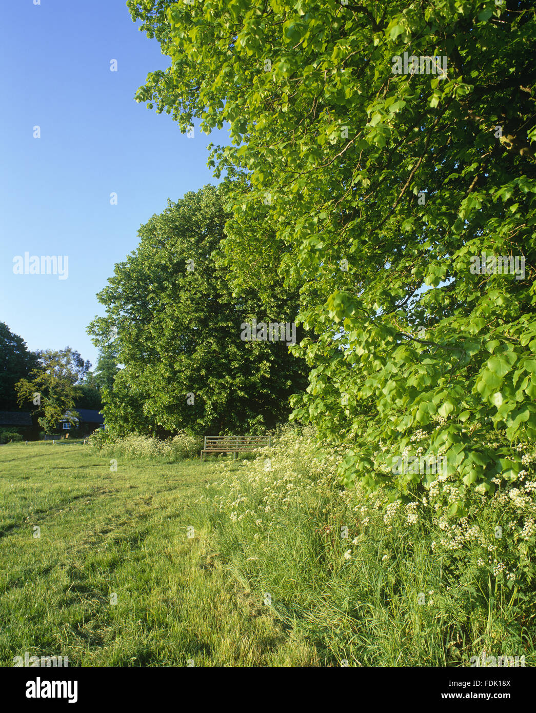 Trees on Cookham Dean Common, Berkshire Stock Photo - Alamy