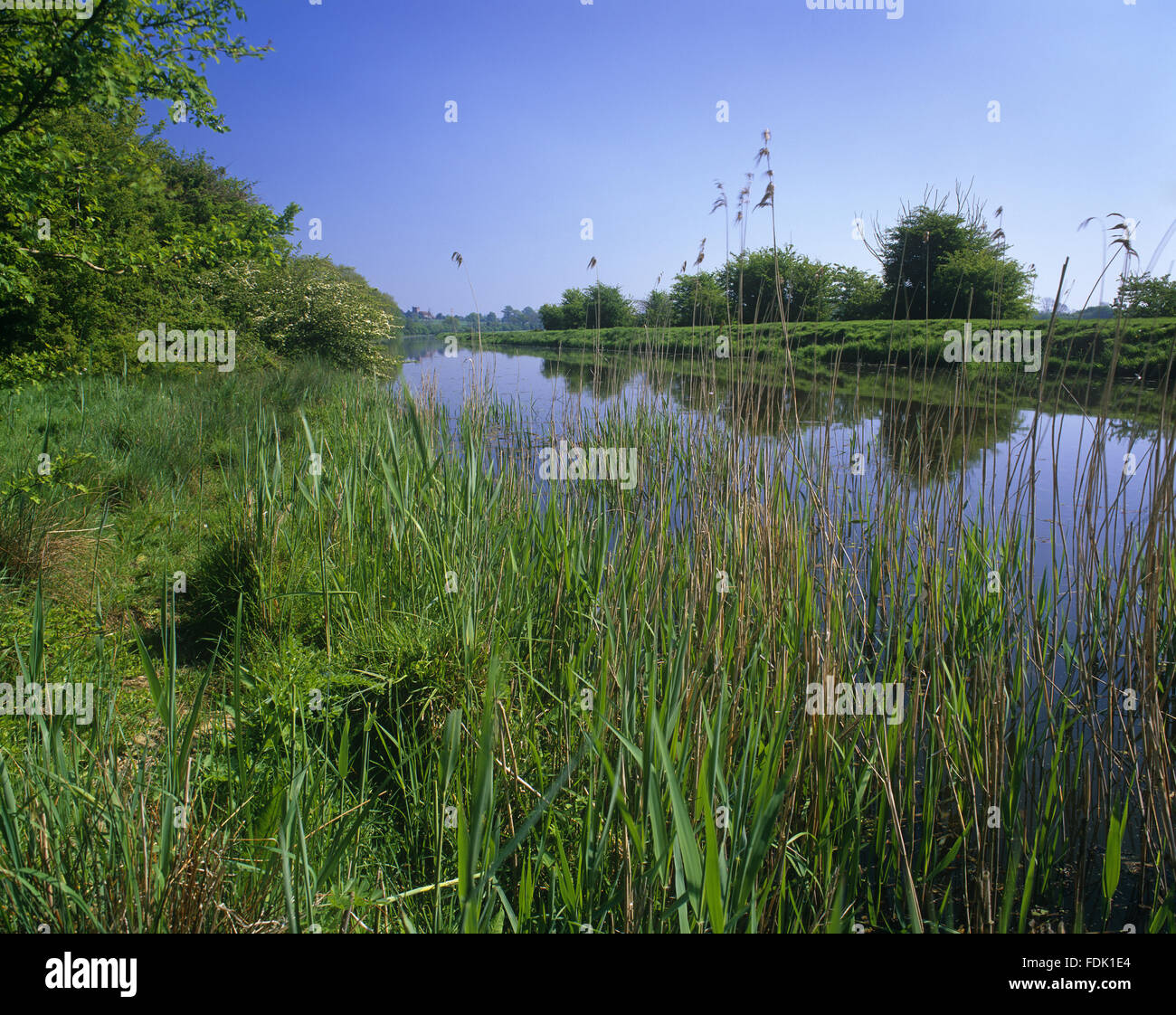 The Royal Military Canal between Appledore and Warehorne in spring ...