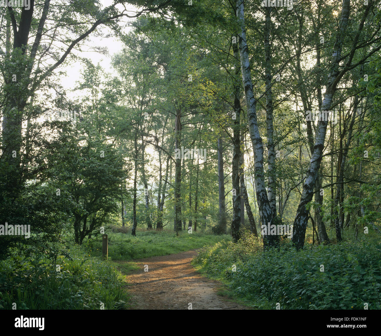 Witley common hi-res stock photography and images - Alamy