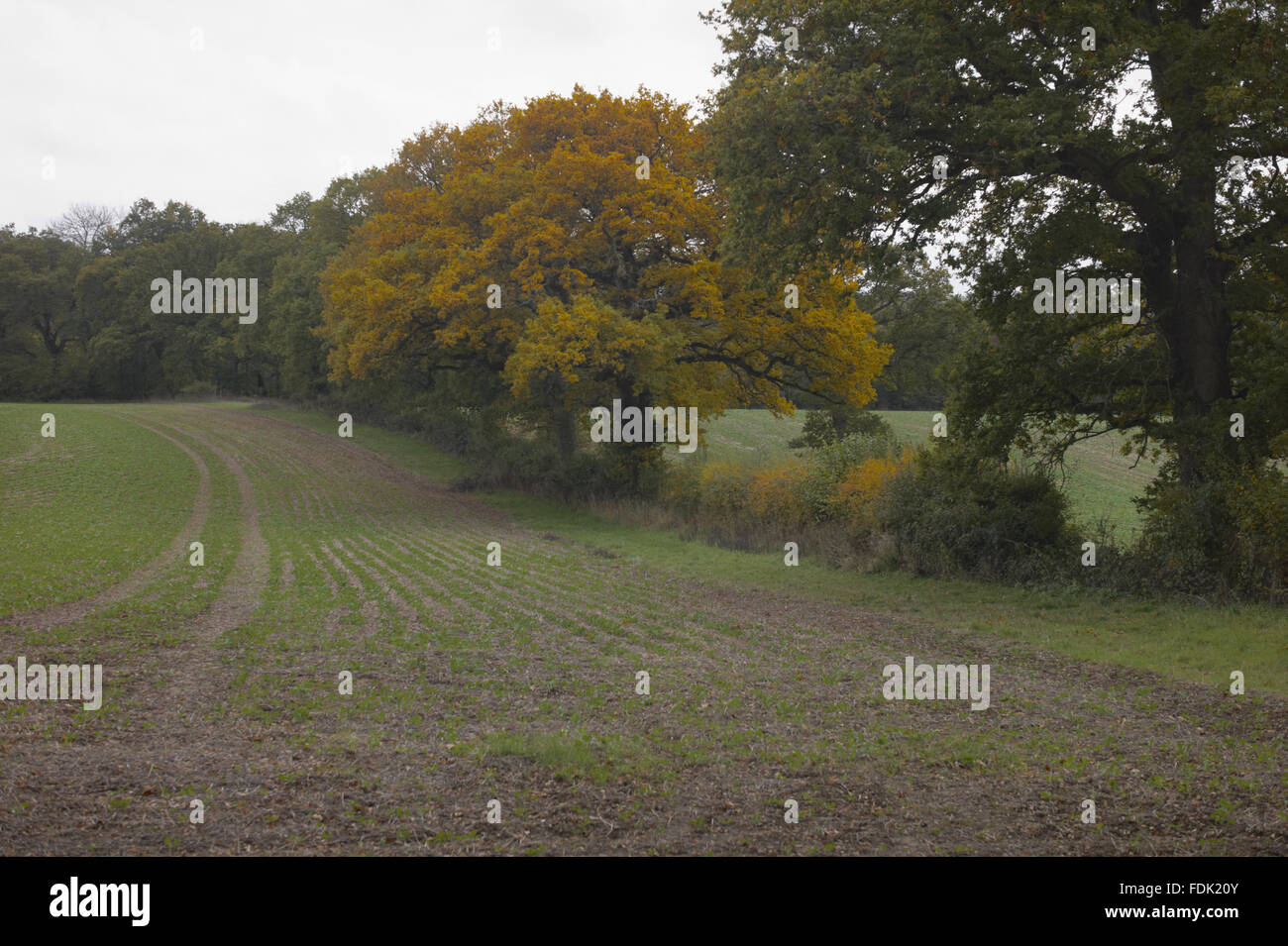 British trees leaf hi-res stock photography and images - Alamy