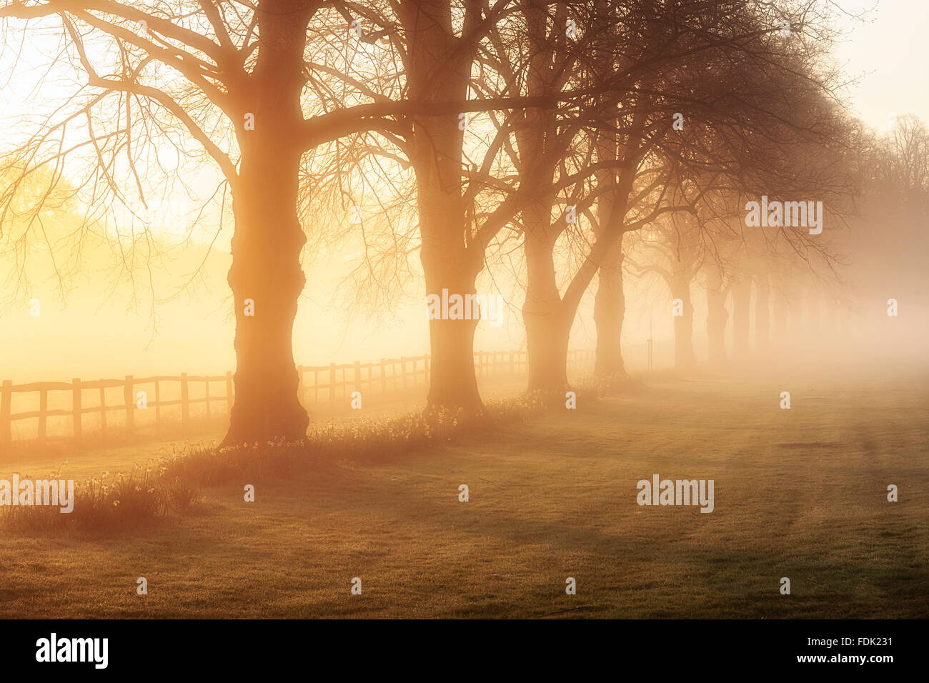 Misty field and row of trees in morning Stock Photo - Alamy