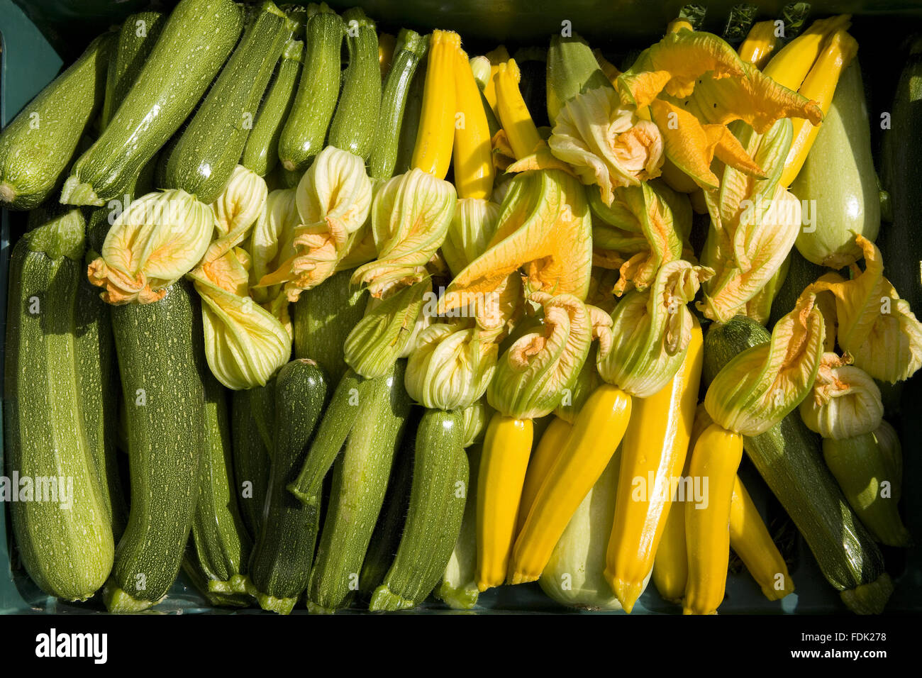 Close up of courgettes in August grown in the new vegetable garden at ...