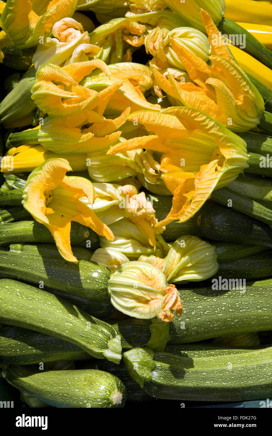 Close up of courgettes in August grown in the new vegetable garden at ...