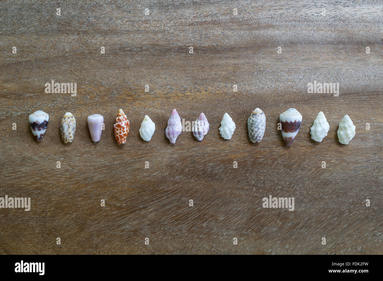 Seashell on a table hi-res stock photography and images - Alamy