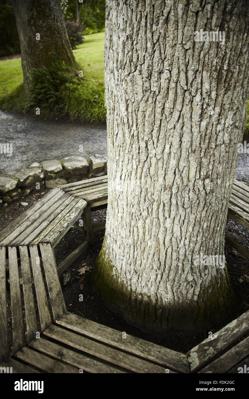 Wooden bench around a tree trunk at Bodnant Garden, Conwy, Wales Stock ...