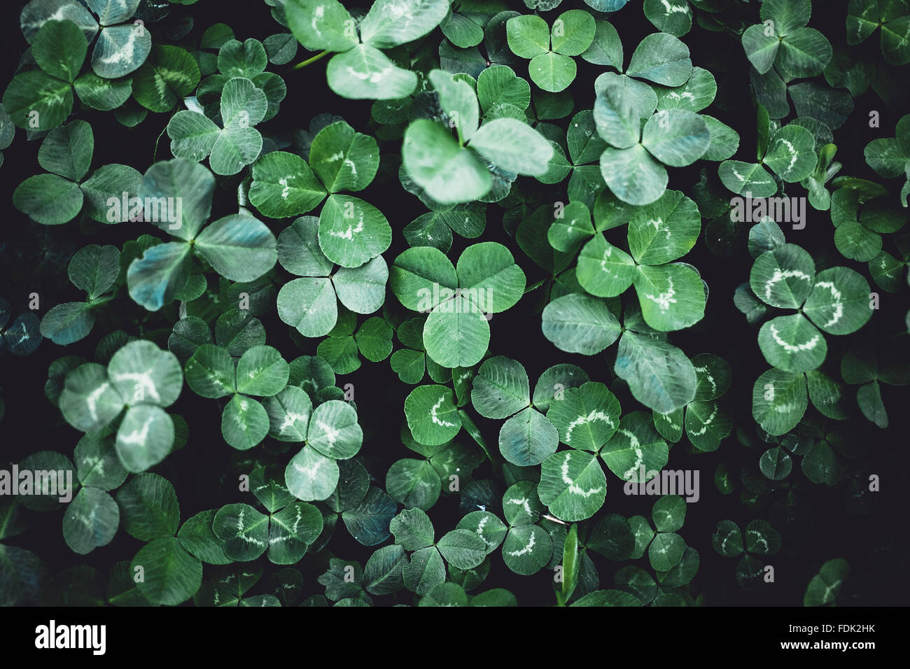 Clover leaves hi-res stock photography and images - Alamy