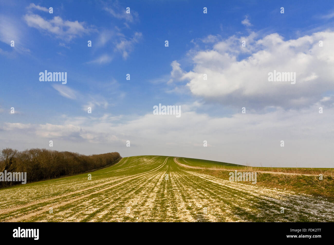 Bignor Hill in spring on the Slindon Estate, West Sussex Stock Photo ...