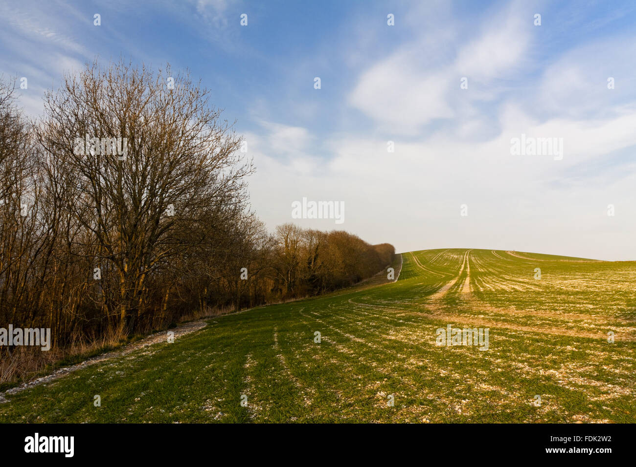 Bignor Hill on the Slindon Estate, West Sussex Stock Photo - Alamy