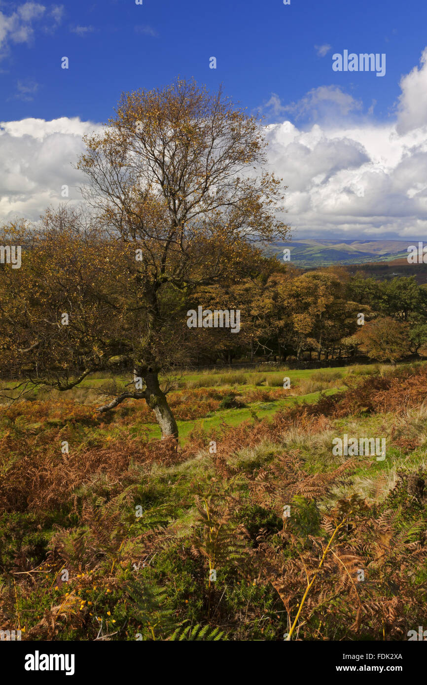 The Longshaw Estate, near Wooden Pole, Derbyshire, in October Stock ...