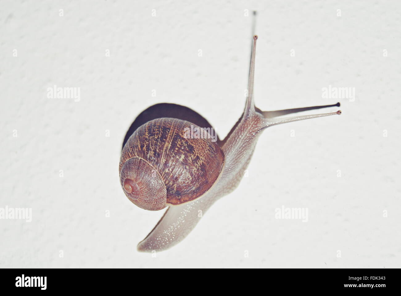 Snail shadow hi-res stock photography and images - Alamy