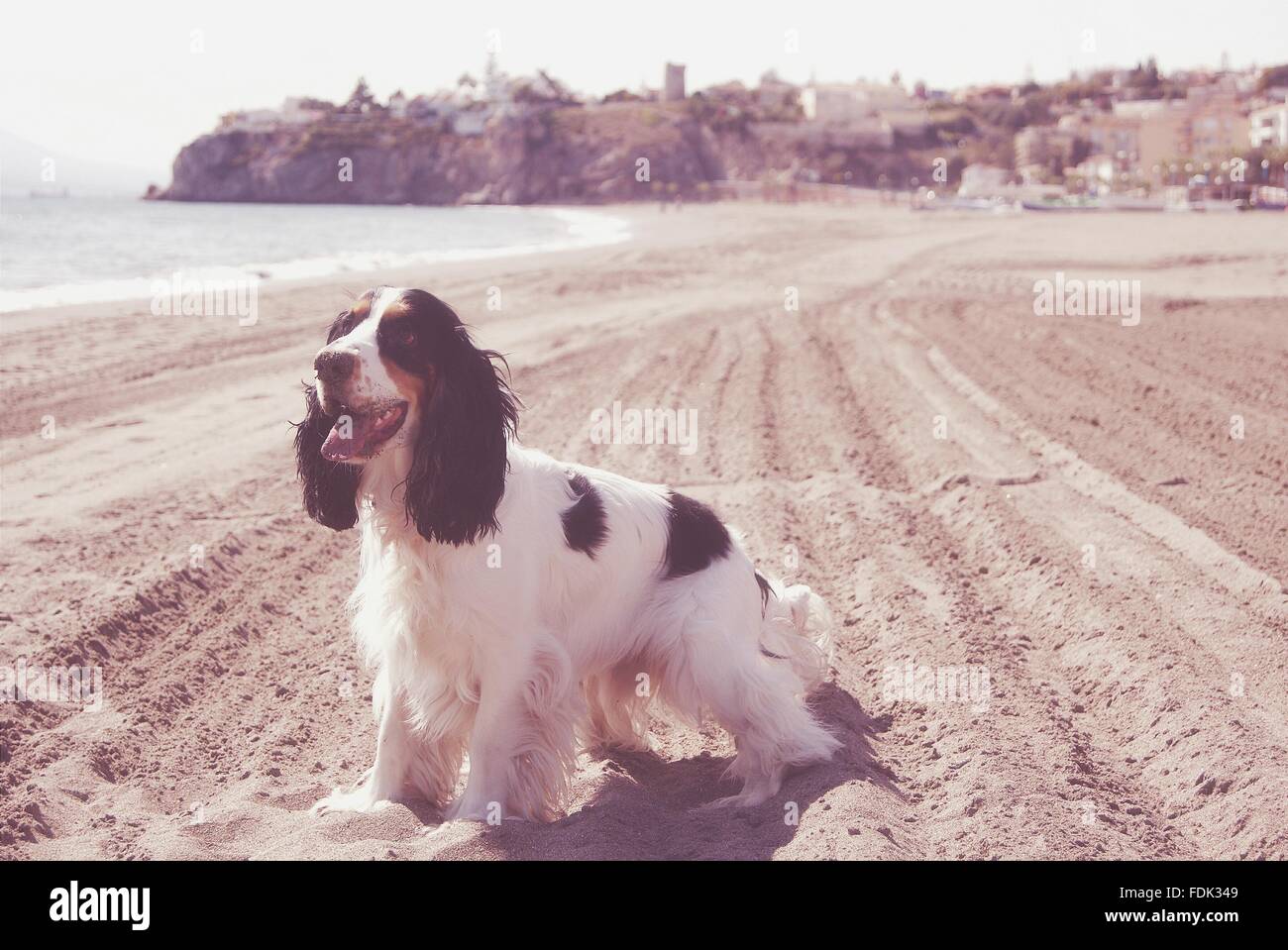 Cocker spaniel standing in the beach hi-res stock photography and ...