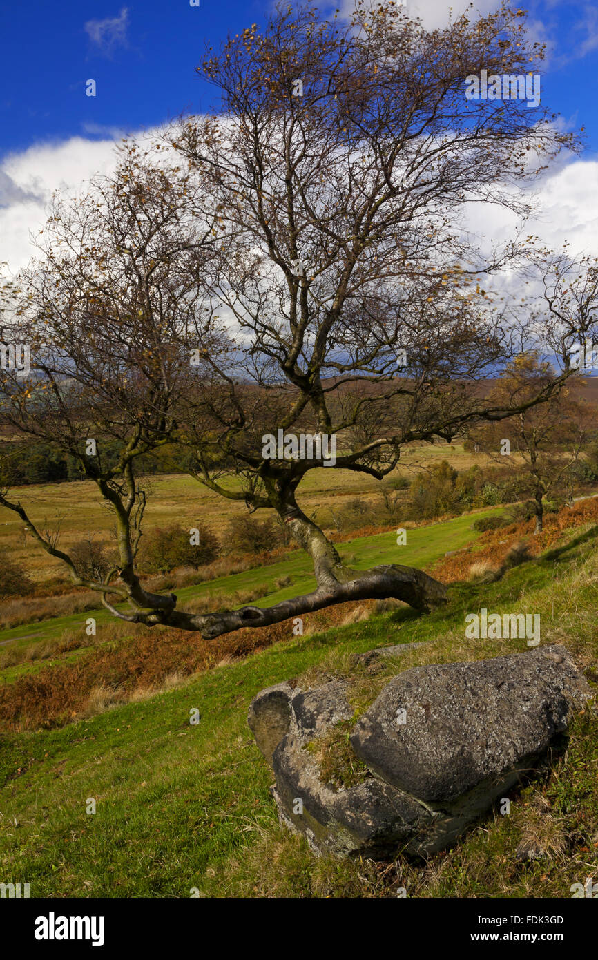 The Longshaw Estate, near Wooden Pole, Derbyshire, in October Stock ...