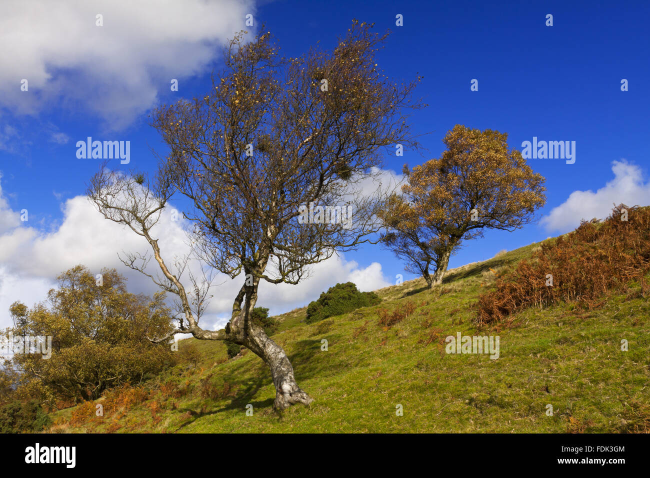 The Longshaw Estate, near Wooden Pole, Derbyshire, in October Stock ...