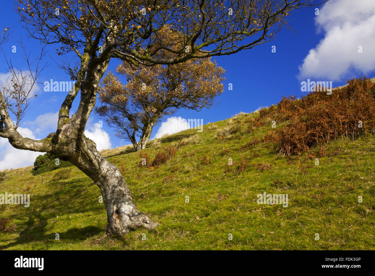 The Longshaw Estate, near Wooden Pole, Derbyshire, in October Stock ...