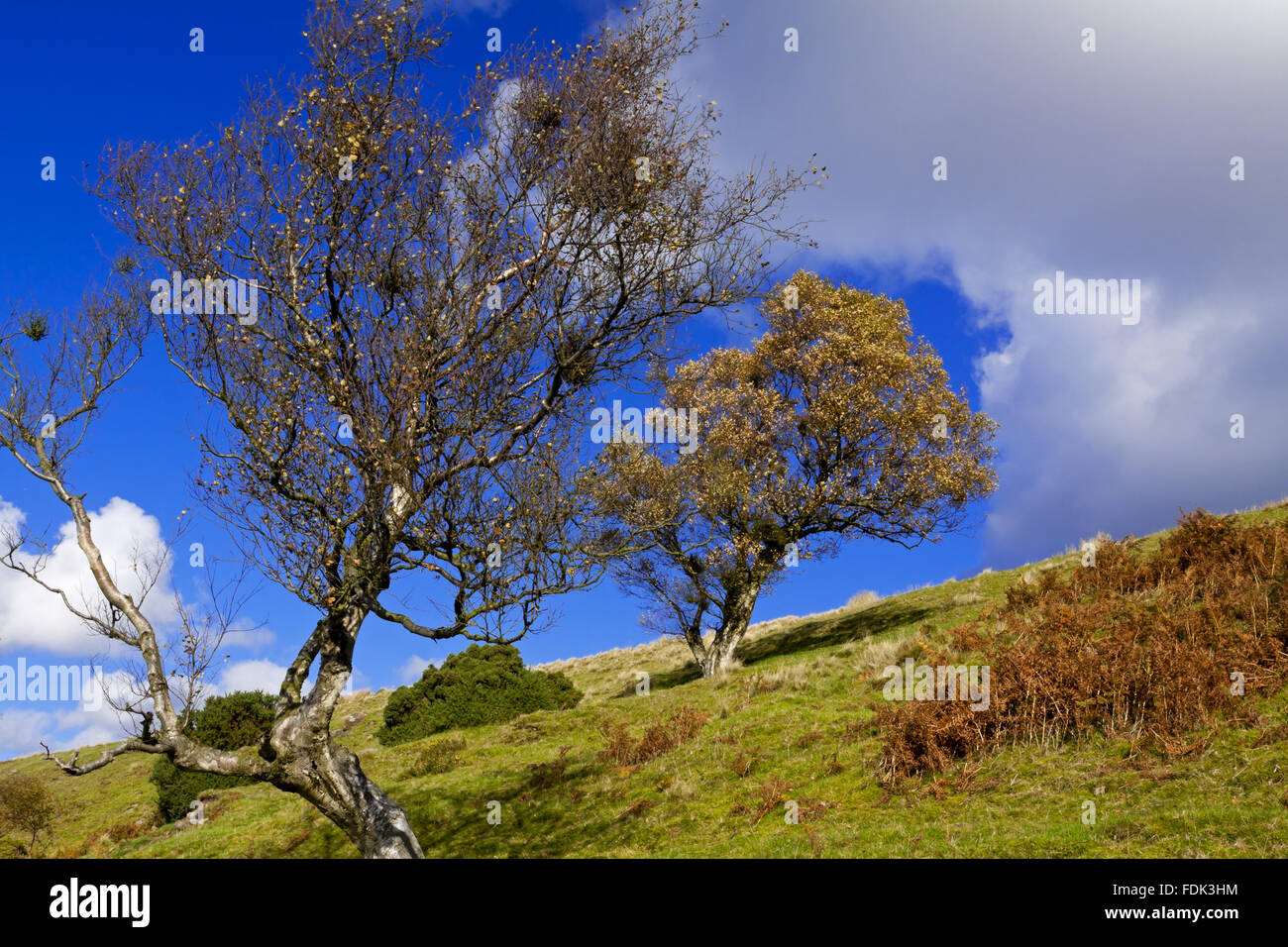 The Longshaw Estate, near Wooden Pole, Derbyshire, in October Stock ...