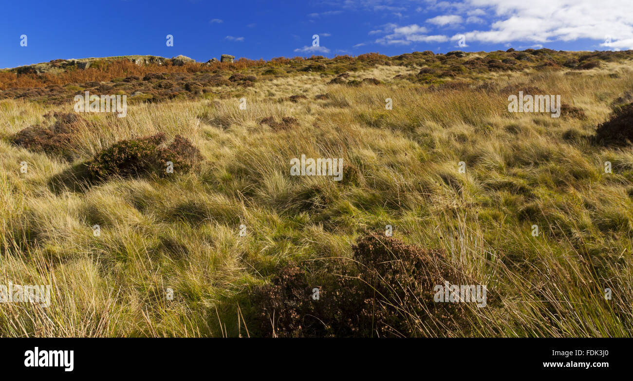 White Edge Moor in October on the Longshaw Estate, Derbyshire Stock ...