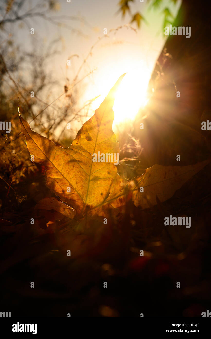 An Autumn leaf hugs the trail in the grasslands of the foothills of the ...