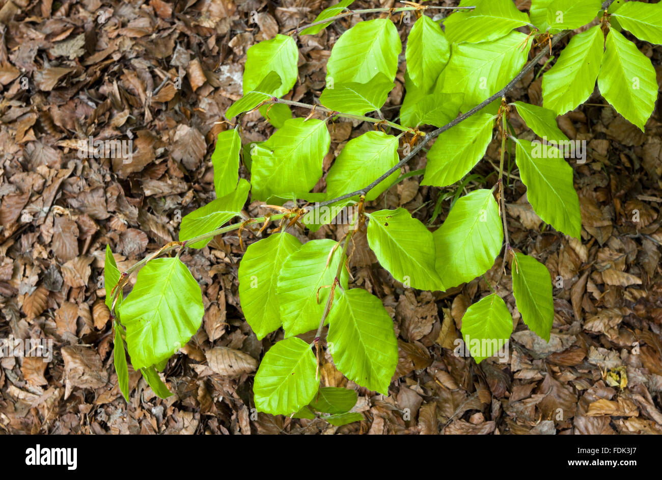 Sharpenhoe Clappers High Resolution Stock Photography and Images - Alamy