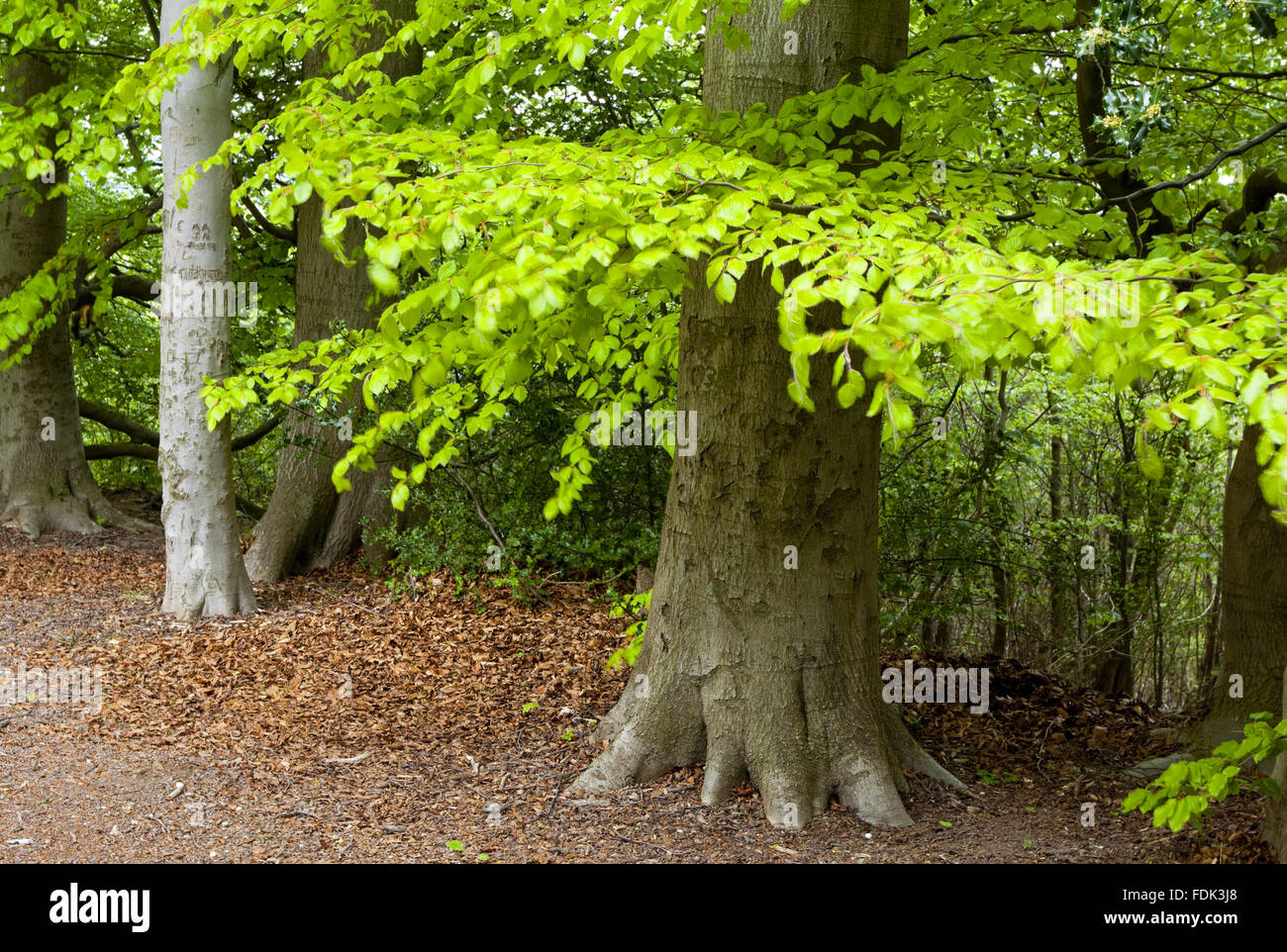 Trees in May at Sharpenhoe Clappers, Bedfordshire Stock Photo - Alamy