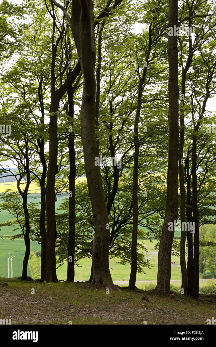 Sharpenhoe Clappers High Resolution Stock Photography and Images - Alamy