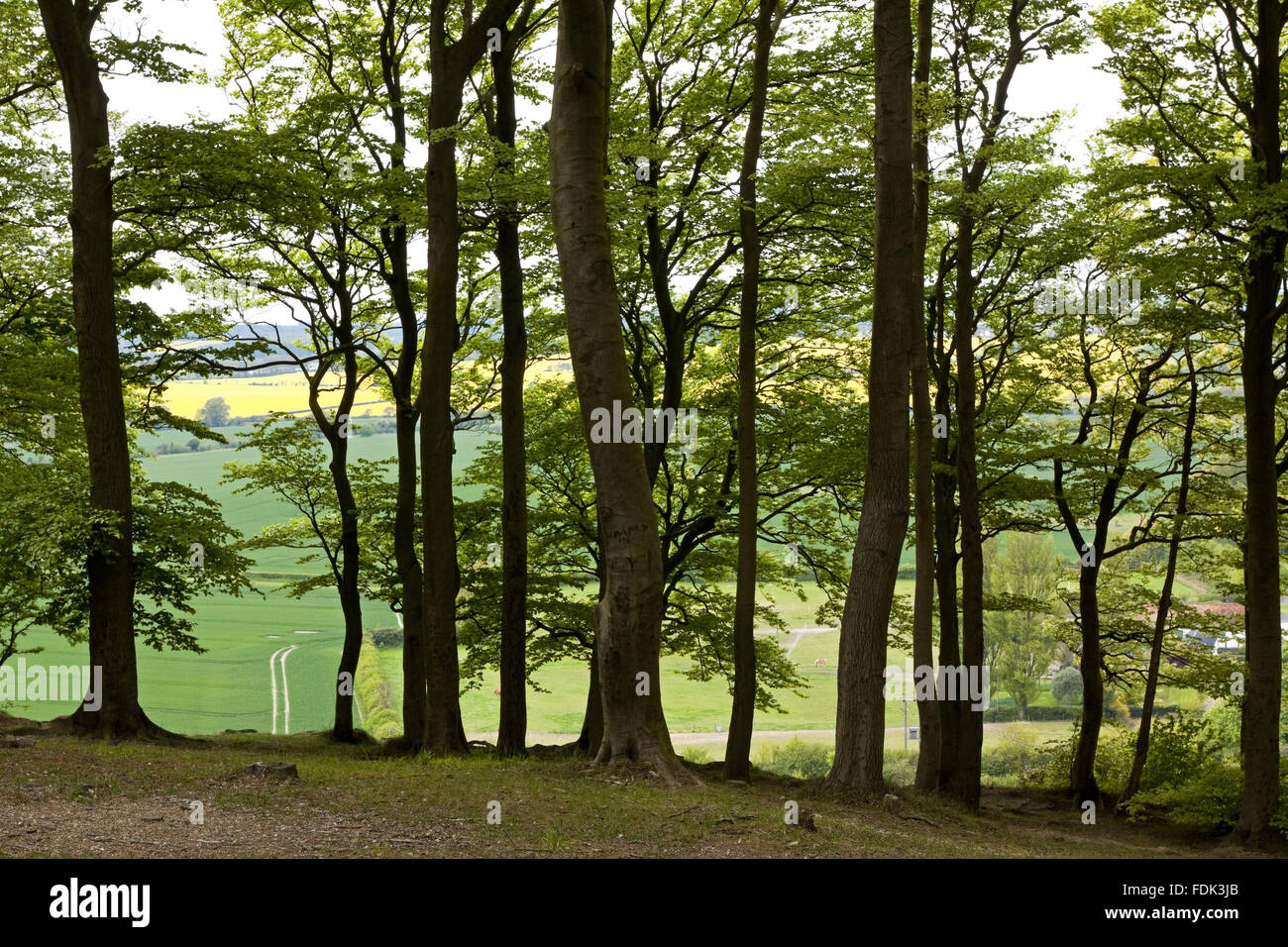 Sharpenhoe hi-res stock photography and images - Alamy