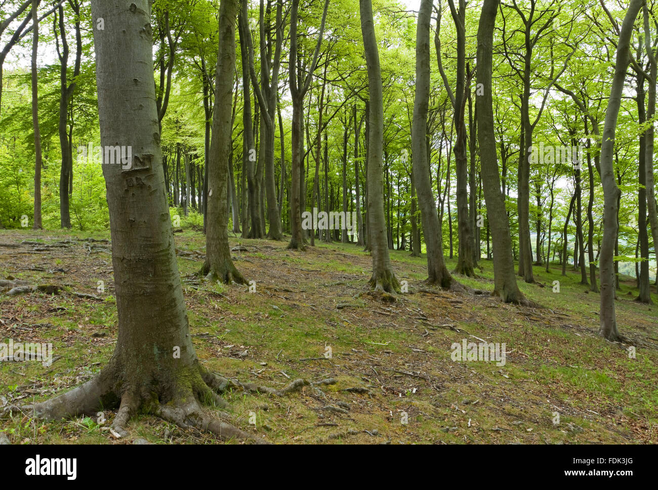 Sharpenhoe clappers hi-res stock photography and images - Alamy